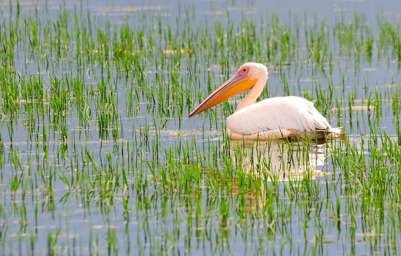 Wallpaper bird, plants, beak, pond, Pelican for mobile and desktop ...