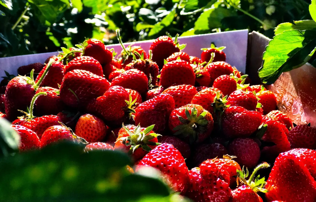 Wallpaper summer, berries, strawberry images for desktop, section еда ...