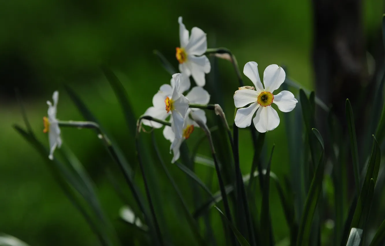 Wallpaper flowers, spring, white, green background, daffodils for ...