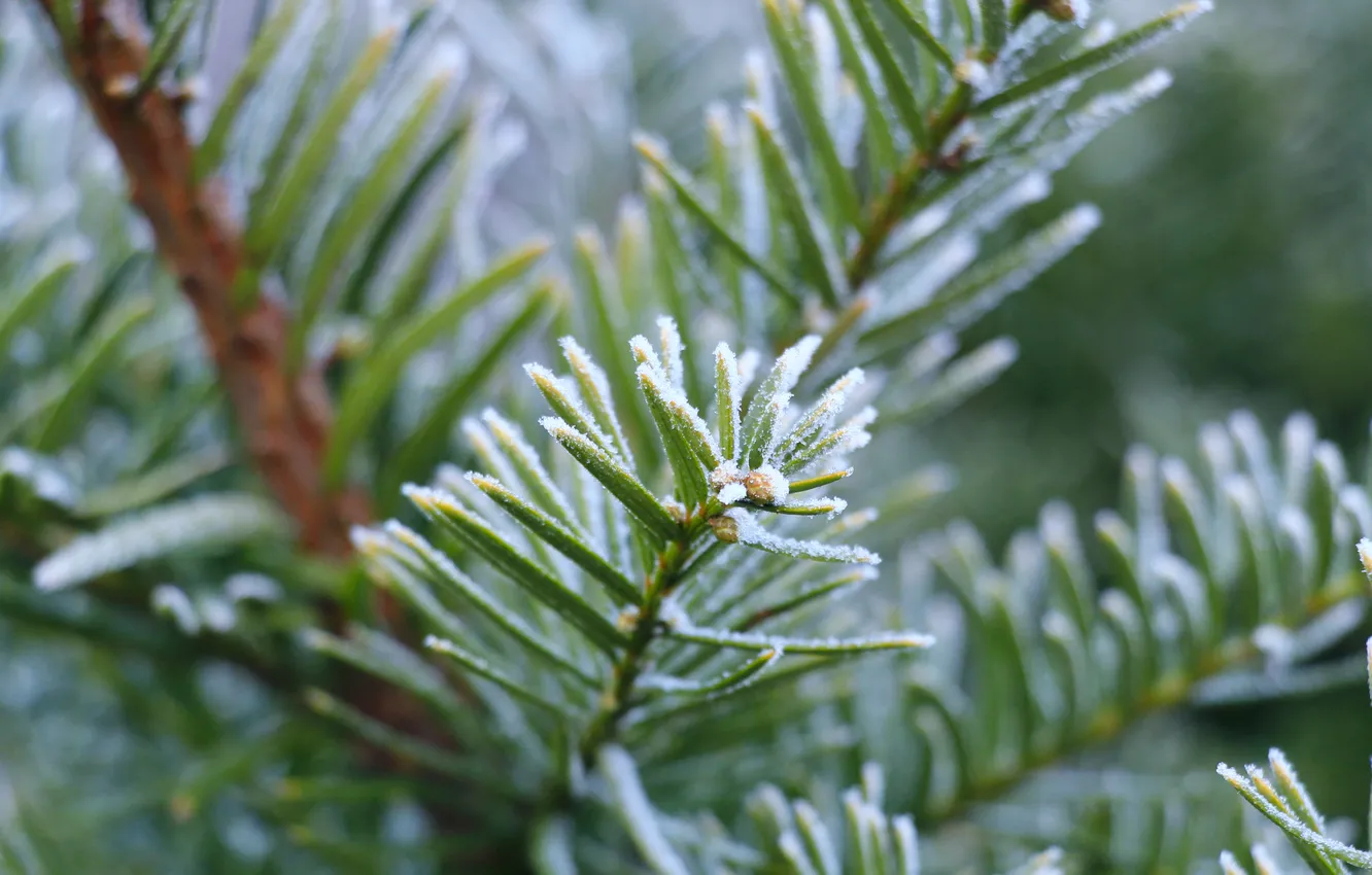 Wallpaper winter, spruce, twig, hoarfrost for mobile and desktop ...