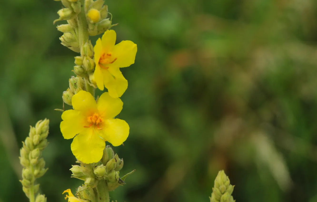 Wallpaper flower, yellow, meadow for mobile and desktop, section природа, resolution 4441x2498 ...