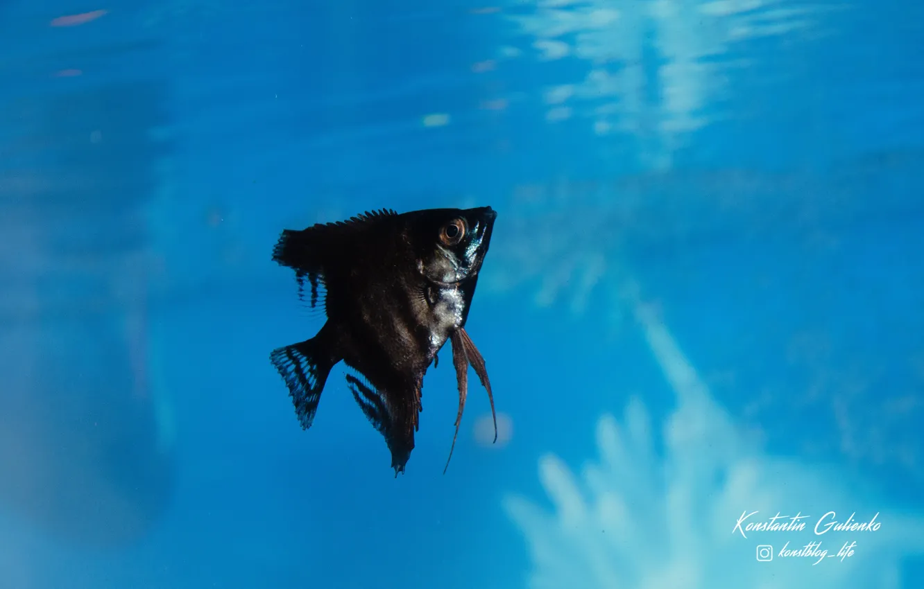 Wallpaper water, fish, relax, aquarium, Angelfish for mobile and ...