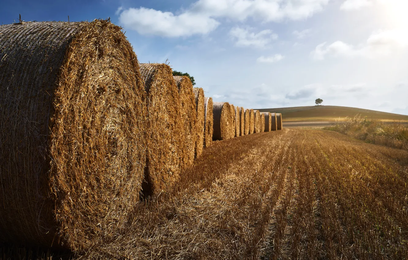 Wallpaper field, summer, hay for mobile and desktop, section природа ...