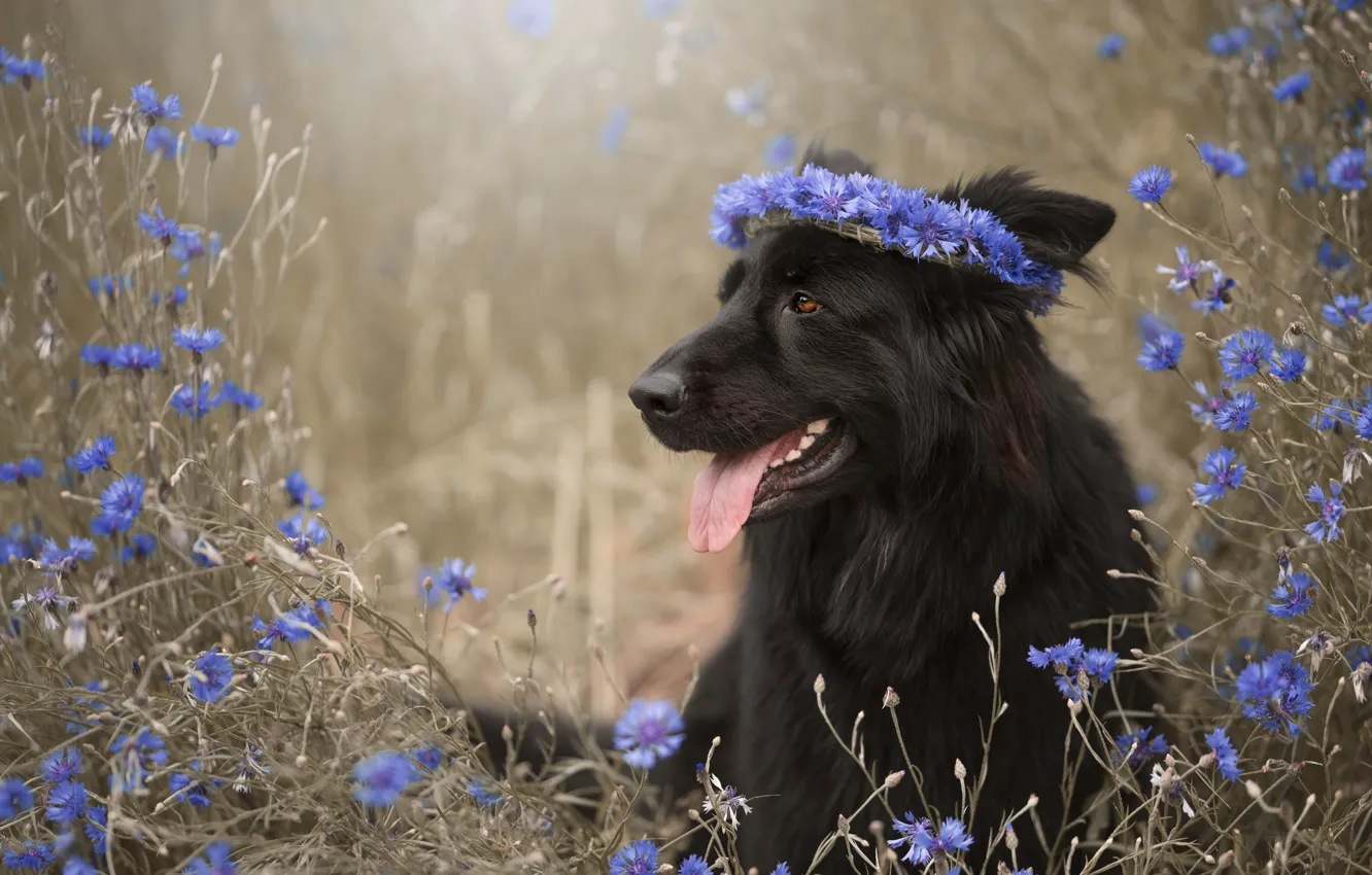 Wallpaper Field Language Summer Look Face Flowers Nature Pose