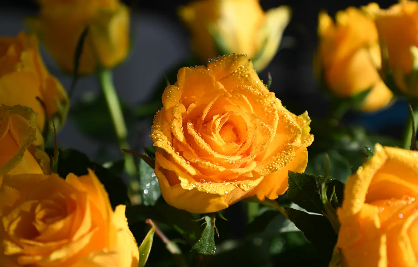 Wallpaper drops, macro, light, flowers, Rosa, bright, roses, bouquet ...