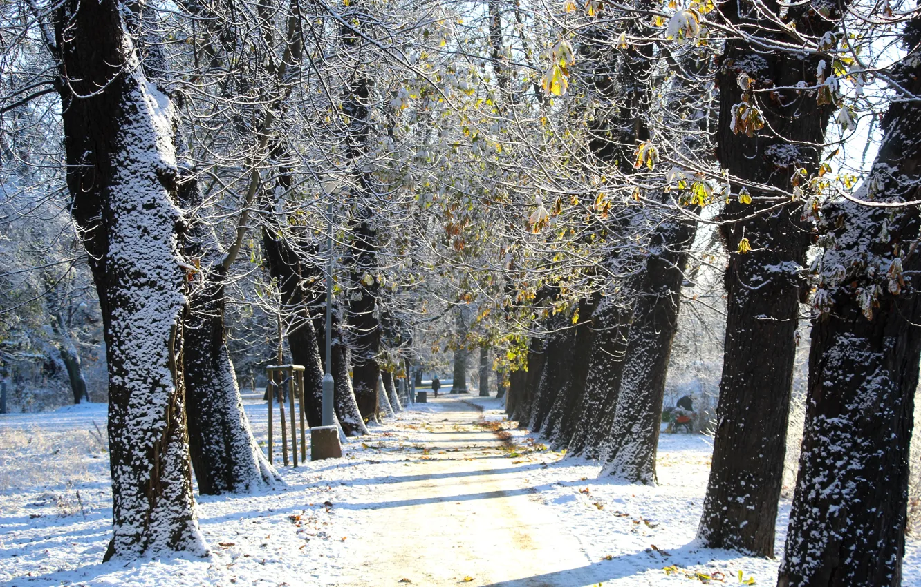 Wallpaper road, park, tree, lane for mobile and desktop, section ...