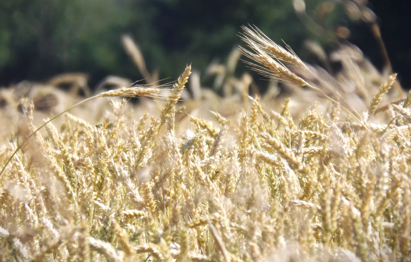Wallpaper core, nature, brown, wheat, wheat table, cores for mobile and ...