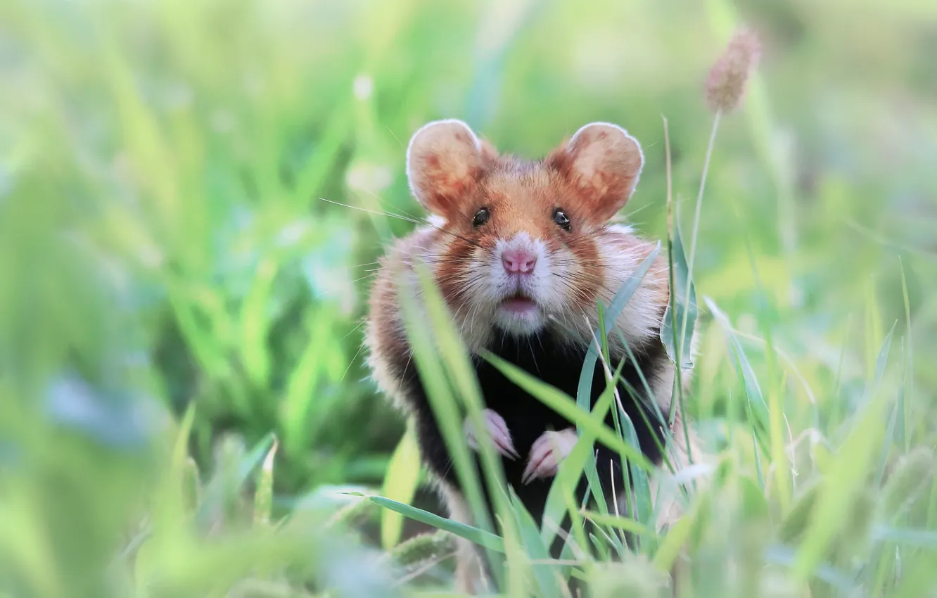 Wallpaper grass, look, glade, portrait, legs, hamster, muzzle, stand ...