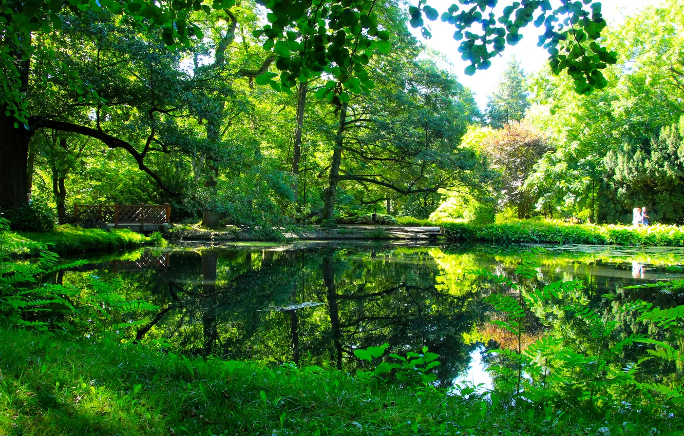 Wallpaper green, forest, trees, water, park, pond for mobile and ...