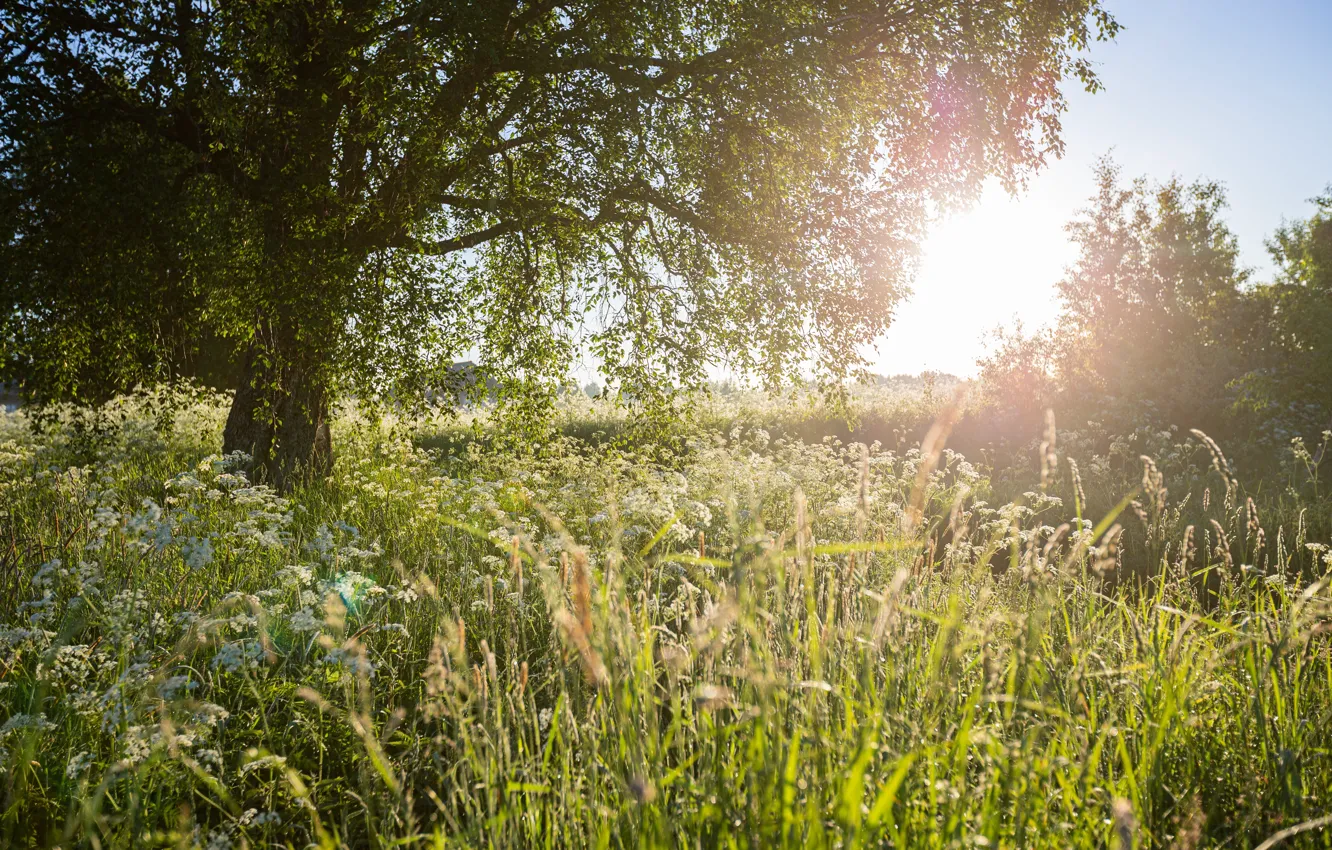 Wallpaper summer, the sun, trees, dawn, morning, Russia, summer dawn ...