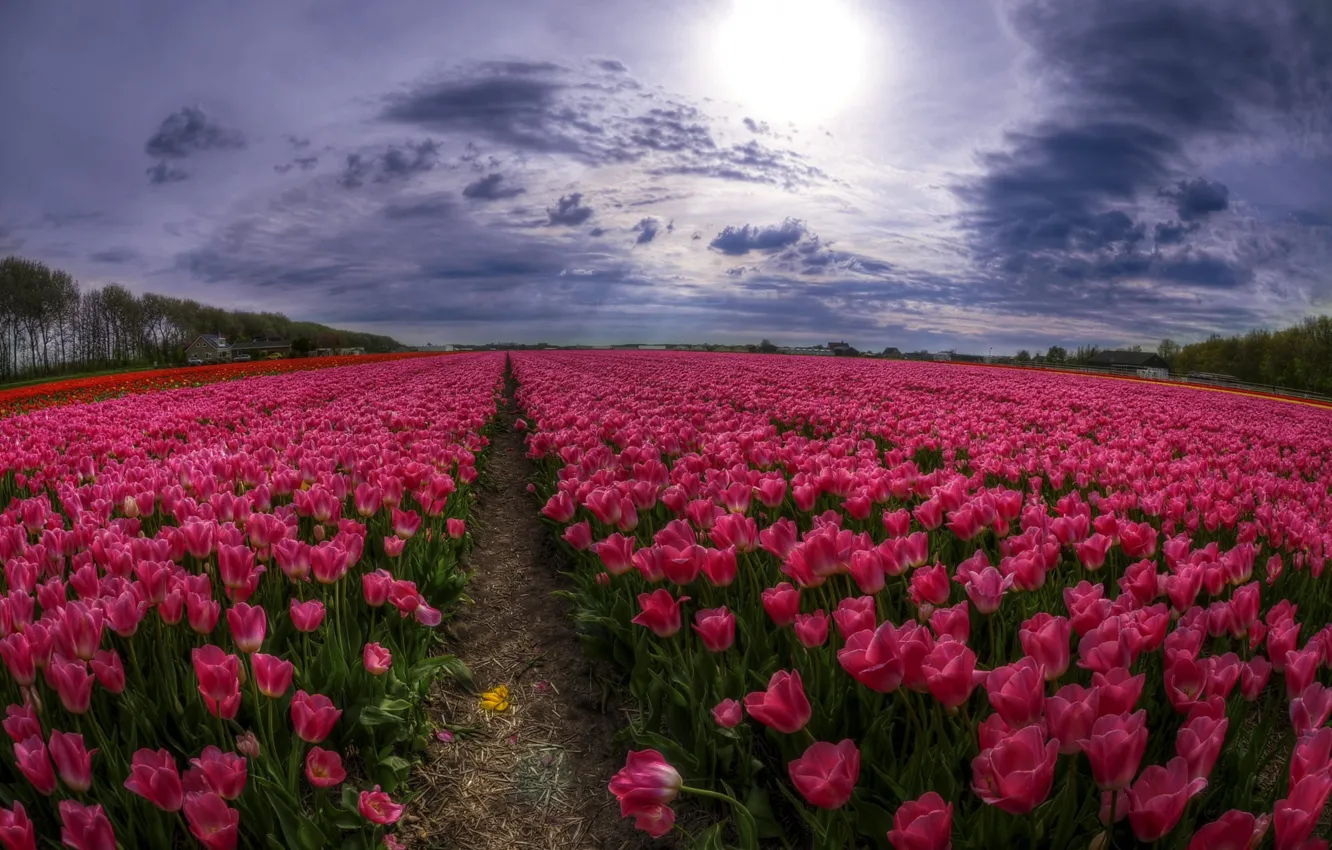 Wallpaper field, flowers, spring, tulips, a lot, flower field ...