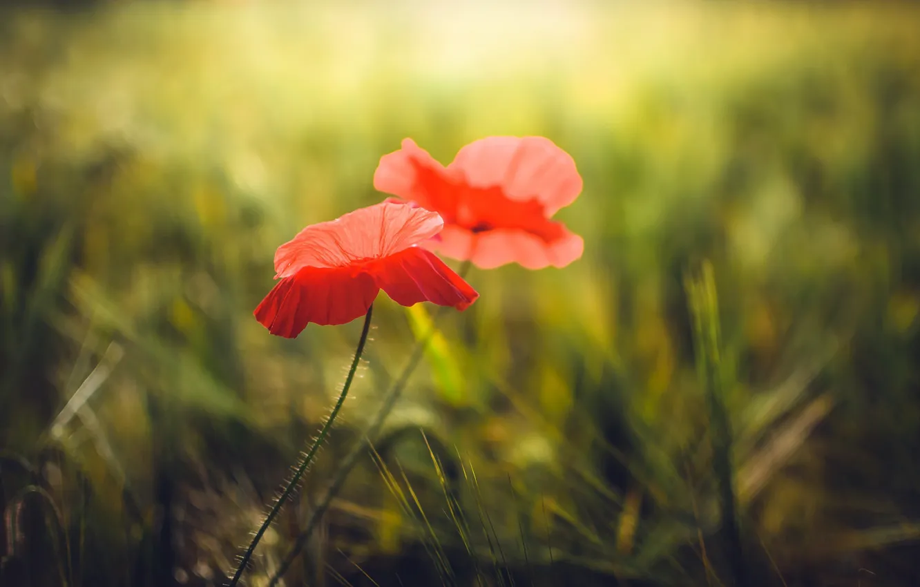 Wallpaper summer, nature, Maki for mobile and desktop, section цветы ...