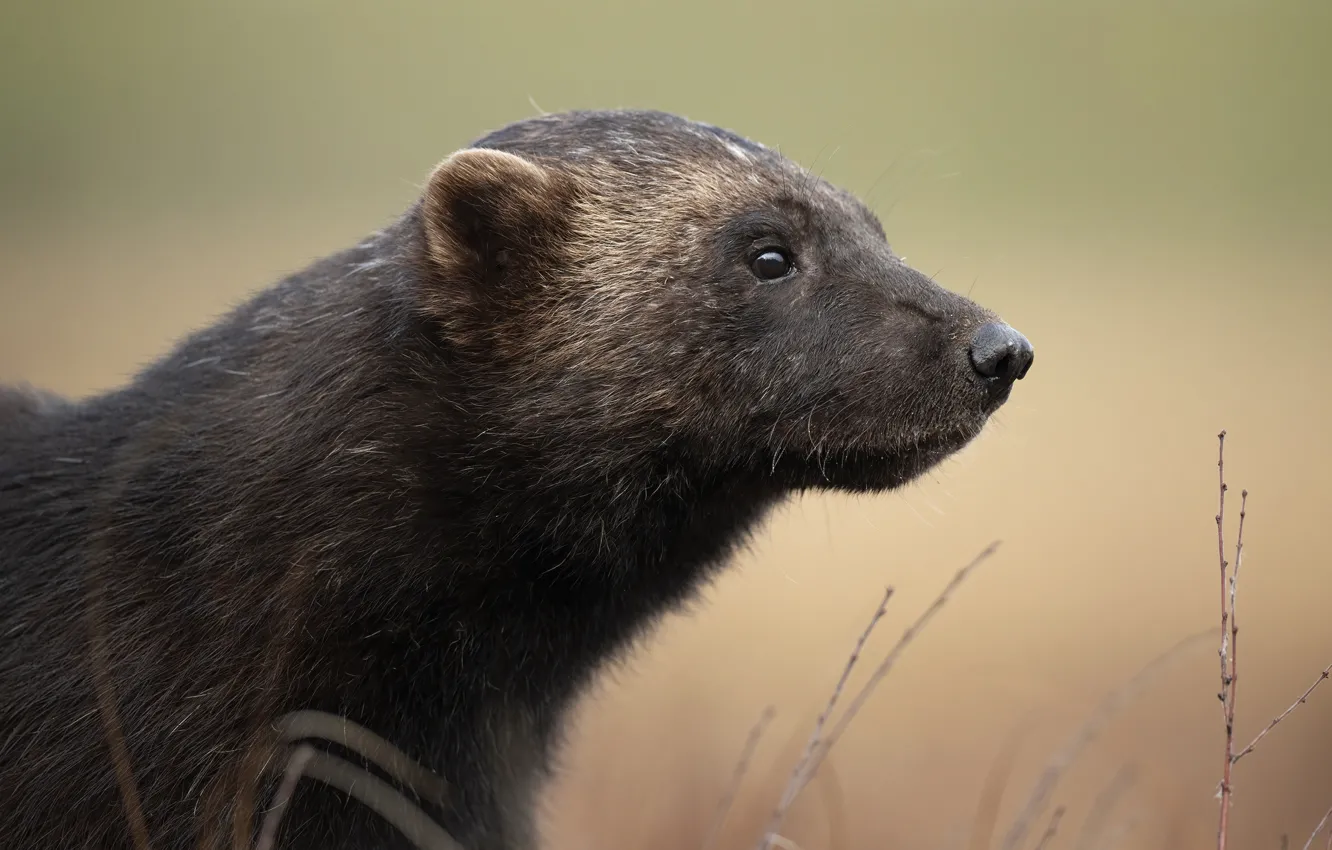 Wallpaper face, portrait, Wolverine for mobile and desktop, section ...