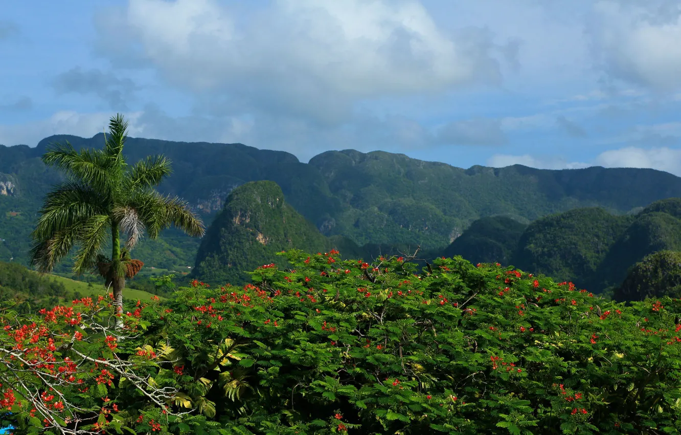 Wallpaper mountains, Palma, the bushes, Cuba, Cuba, Pinar del Rio, the ...