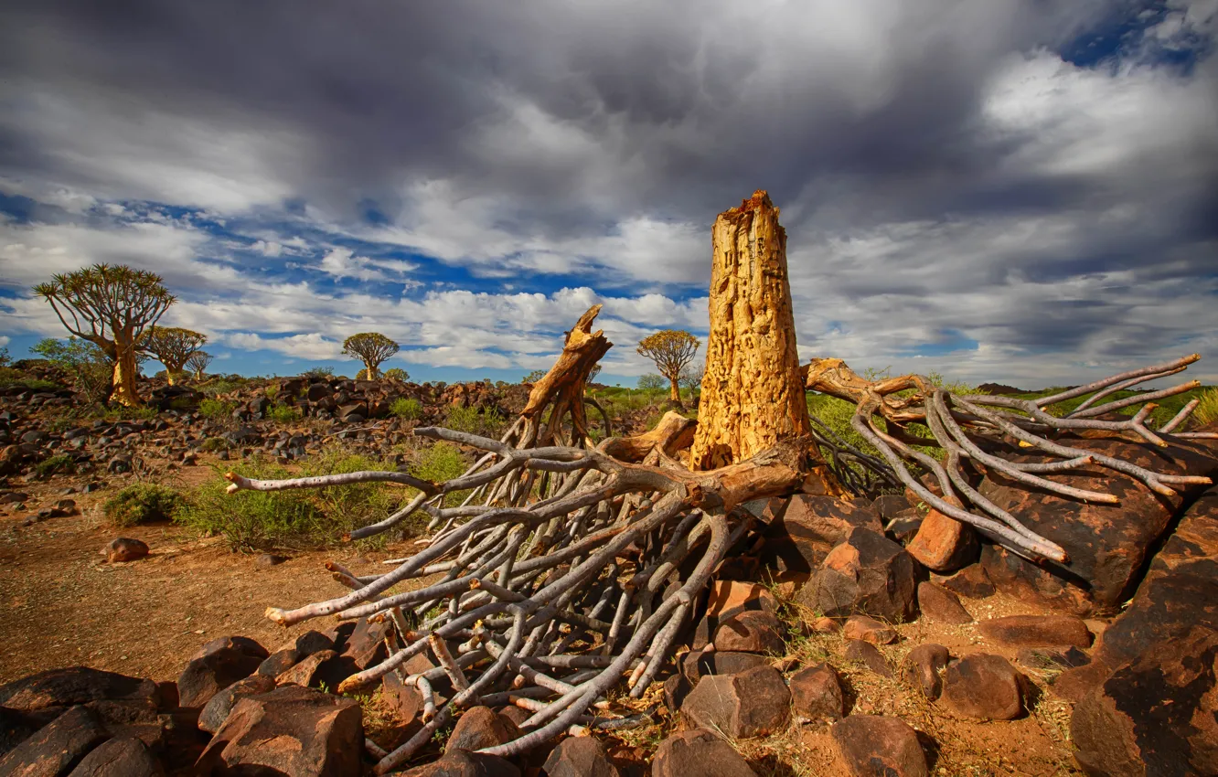 Wallpaper the sky, clouds, trees, roots, stones, Namibia for mobile and ...