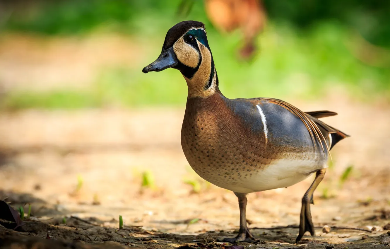 Wallpaper background, duck, steps for mobile and desktop, section ...