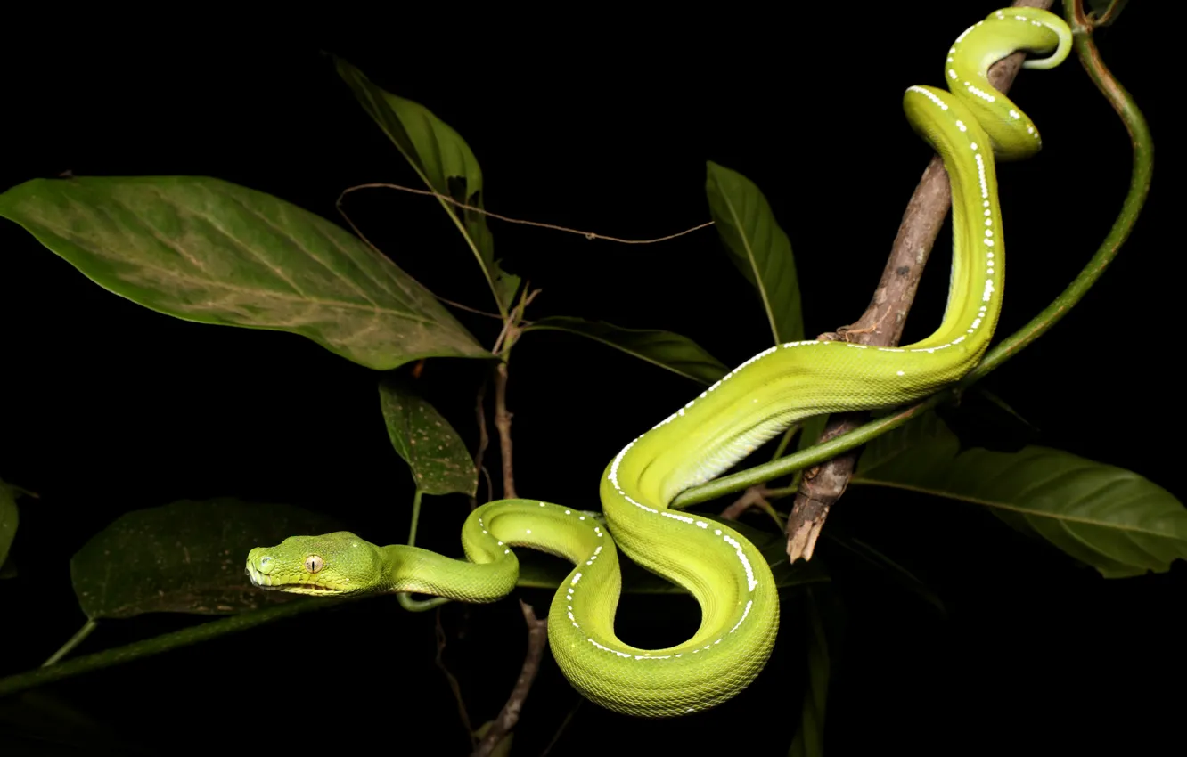 Wallpaper leaves, branches, green, snake, Python, black background for ...