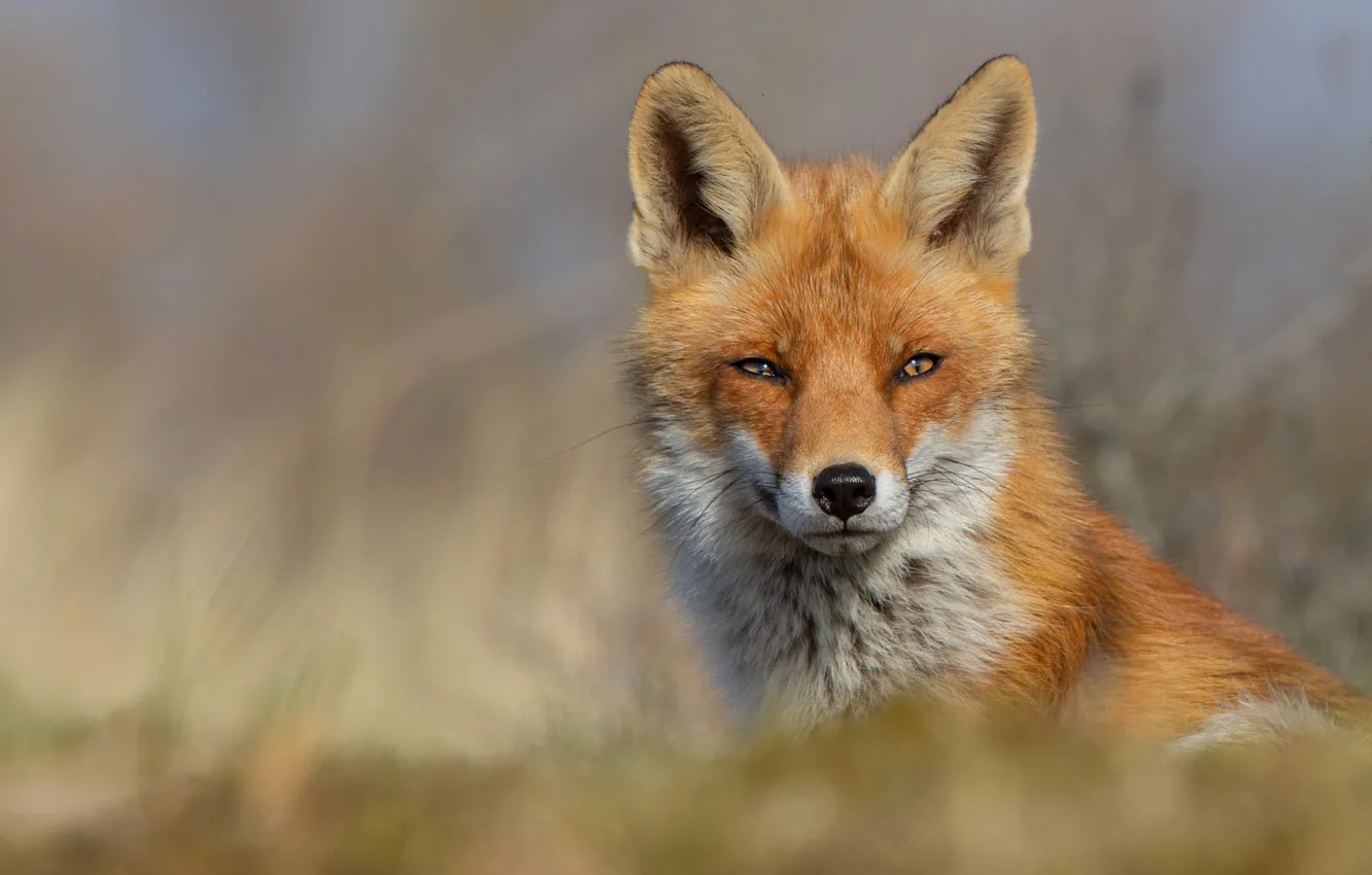 Wallpaper look, face, nature, pose, portrait, Fox, red, bokeh for mobile and desktop, section ...