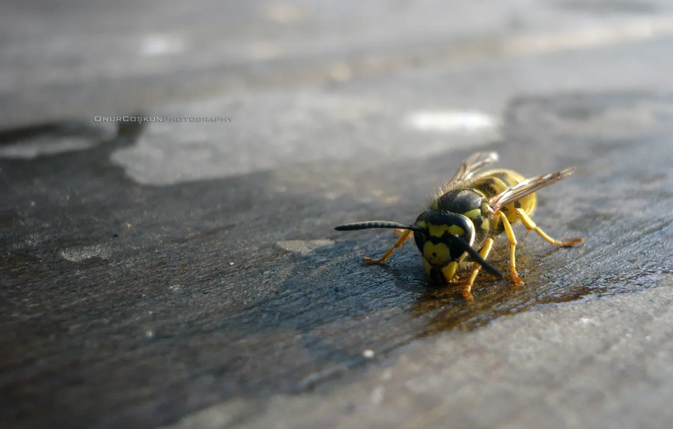 Wallpaper OSA, insect, stabilizatori, Hymenoptera, stinging for mobile ...