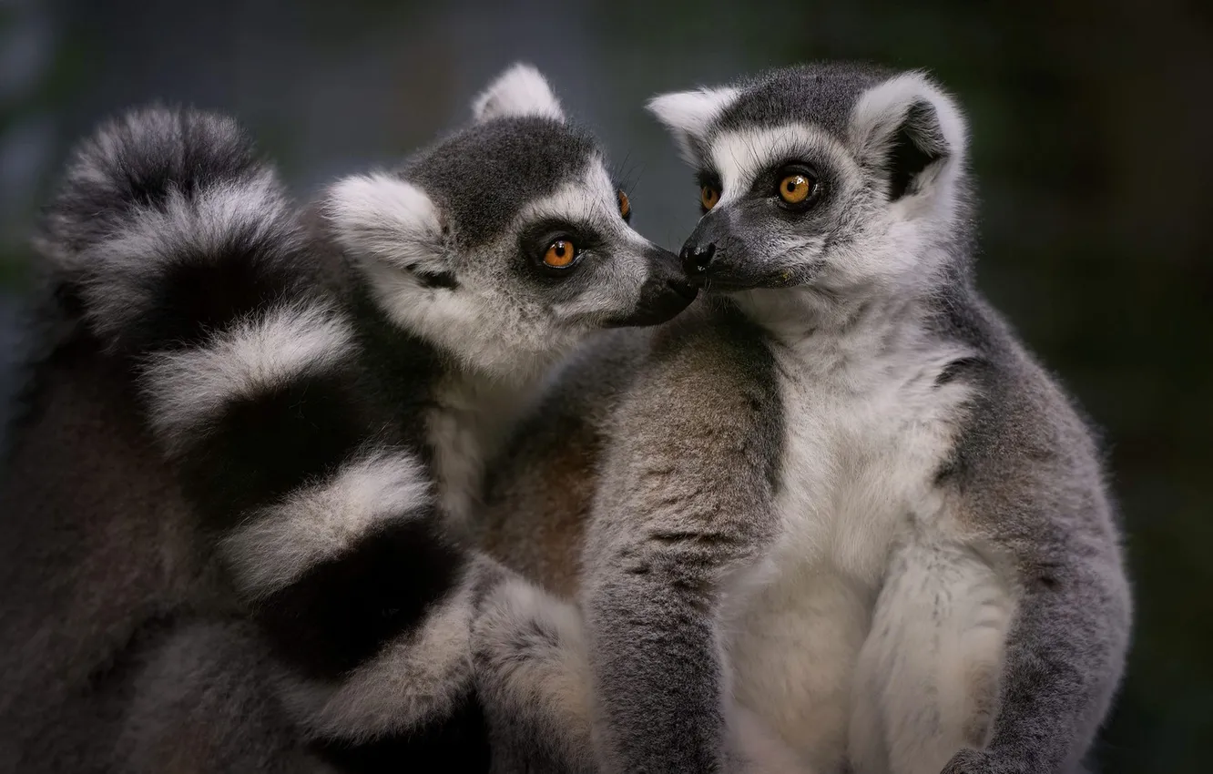 Wallpaper look, pose, the dark background, tail, lemur, face, a couple ...