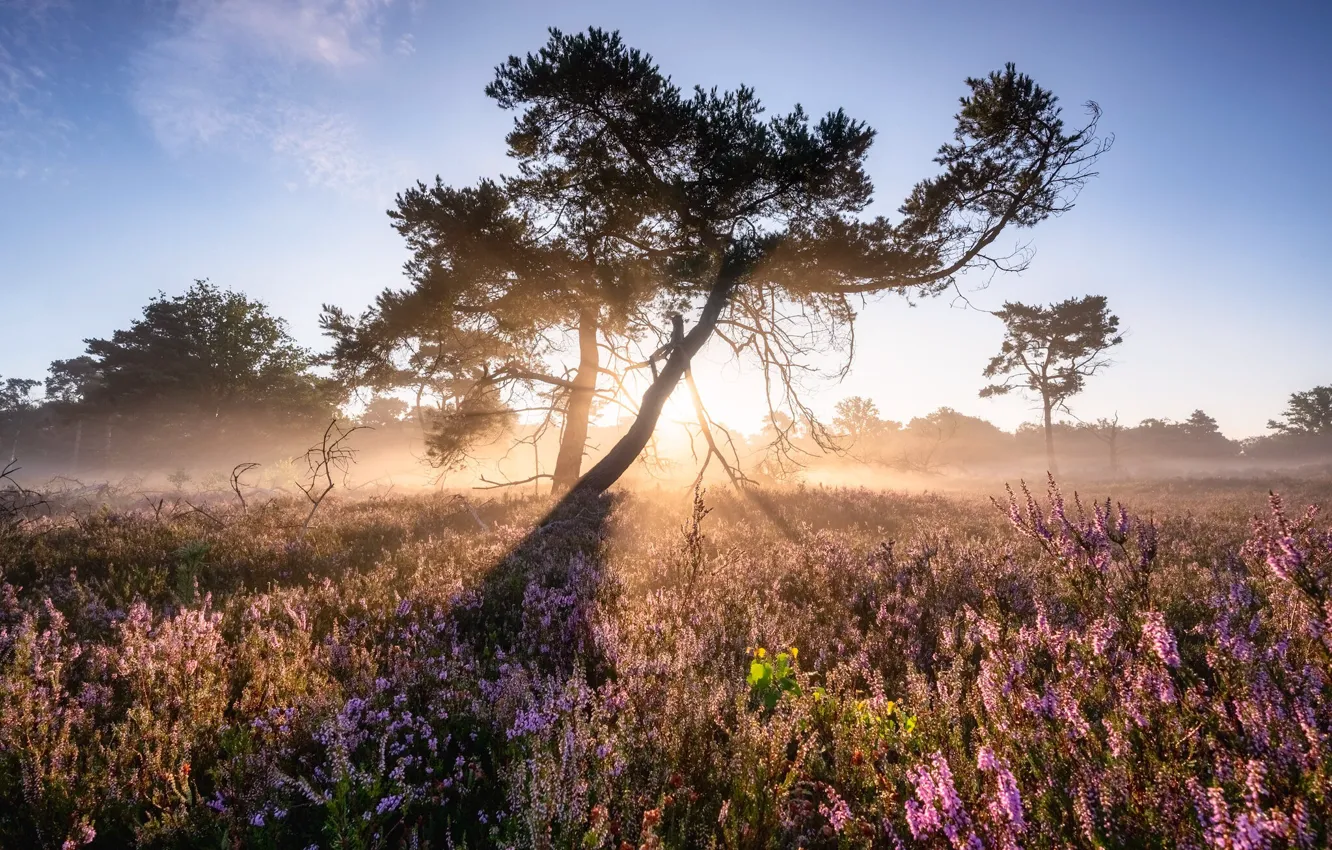 Wallpaper light, tree, morning for mobile and desktop, section природа ...