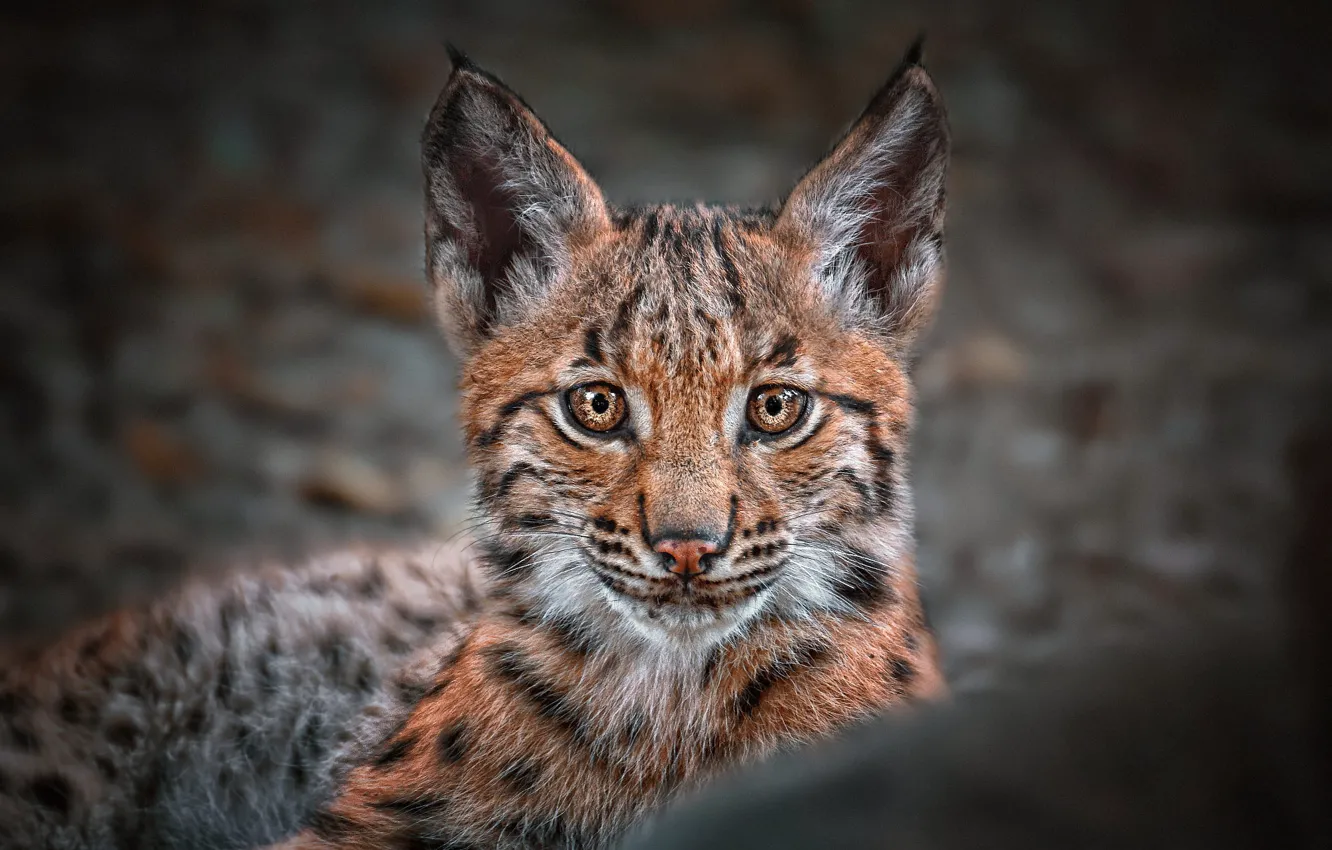 Wallpaper look, face, background, portrait, lynx, wild cat, a small ...
