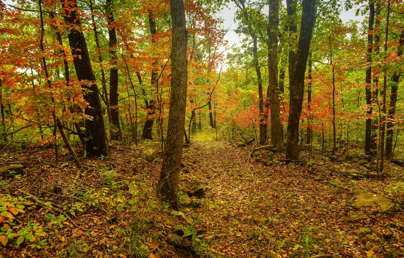 Wallpaper autumn, forest, trees for mobile and desktop, section природа, resolution 7360x4912 ...