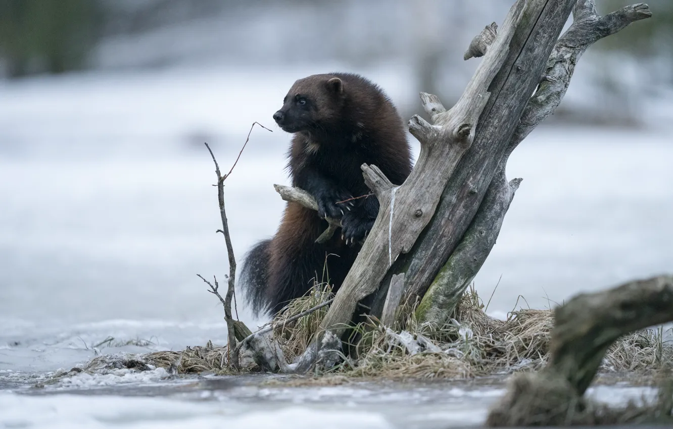 Wallpaper winter, field, grass, look, snow, nature, pose, tree for ...