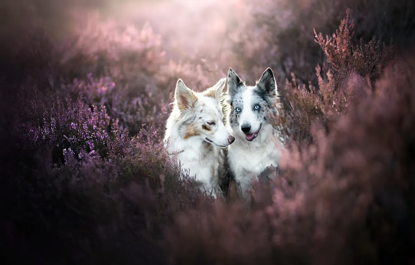 Wallpaper dogs, nature, friends images for desktop, section собаки ...