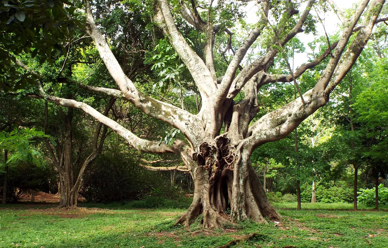 Wallpaper Brazil, Sao Paulo, Ibirapuera Park, Moreton Bay Fig Tree ...