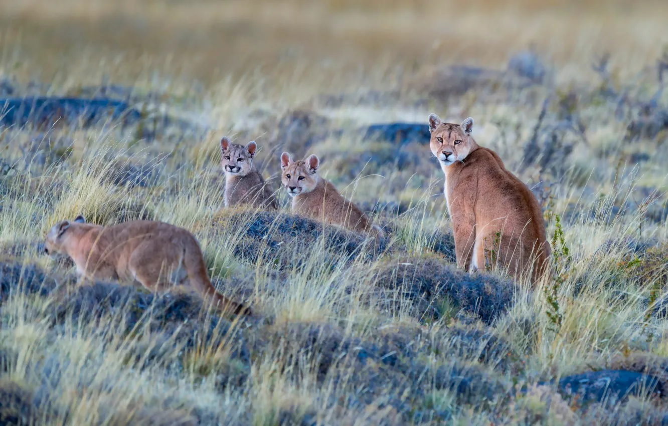 Wallpaper grass, pose, glade, vegetation, kittens, Puma, family, cubs ...