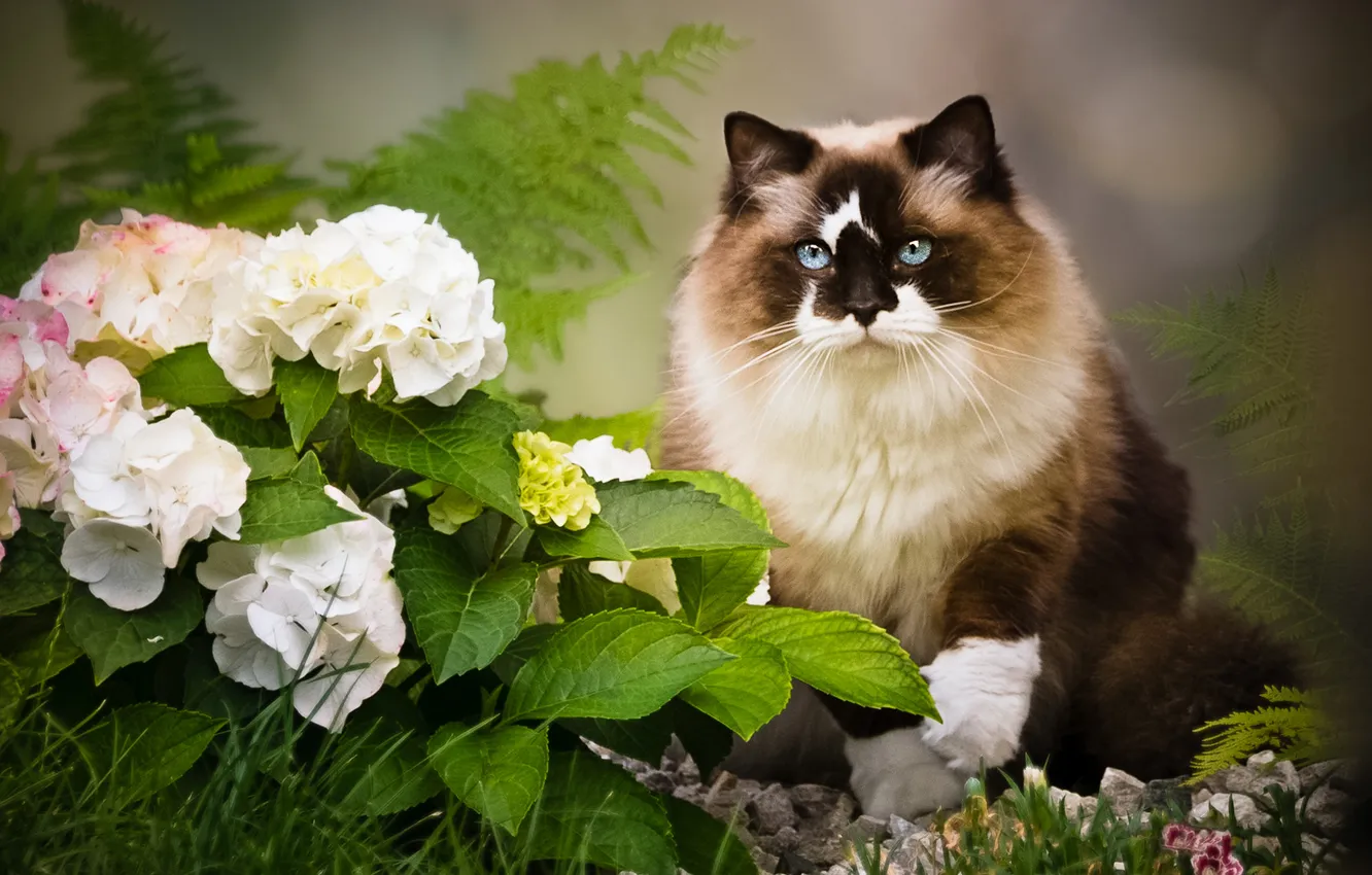 Wallpaper cat, cat, look, pose, face for mobile and desktop, section ...