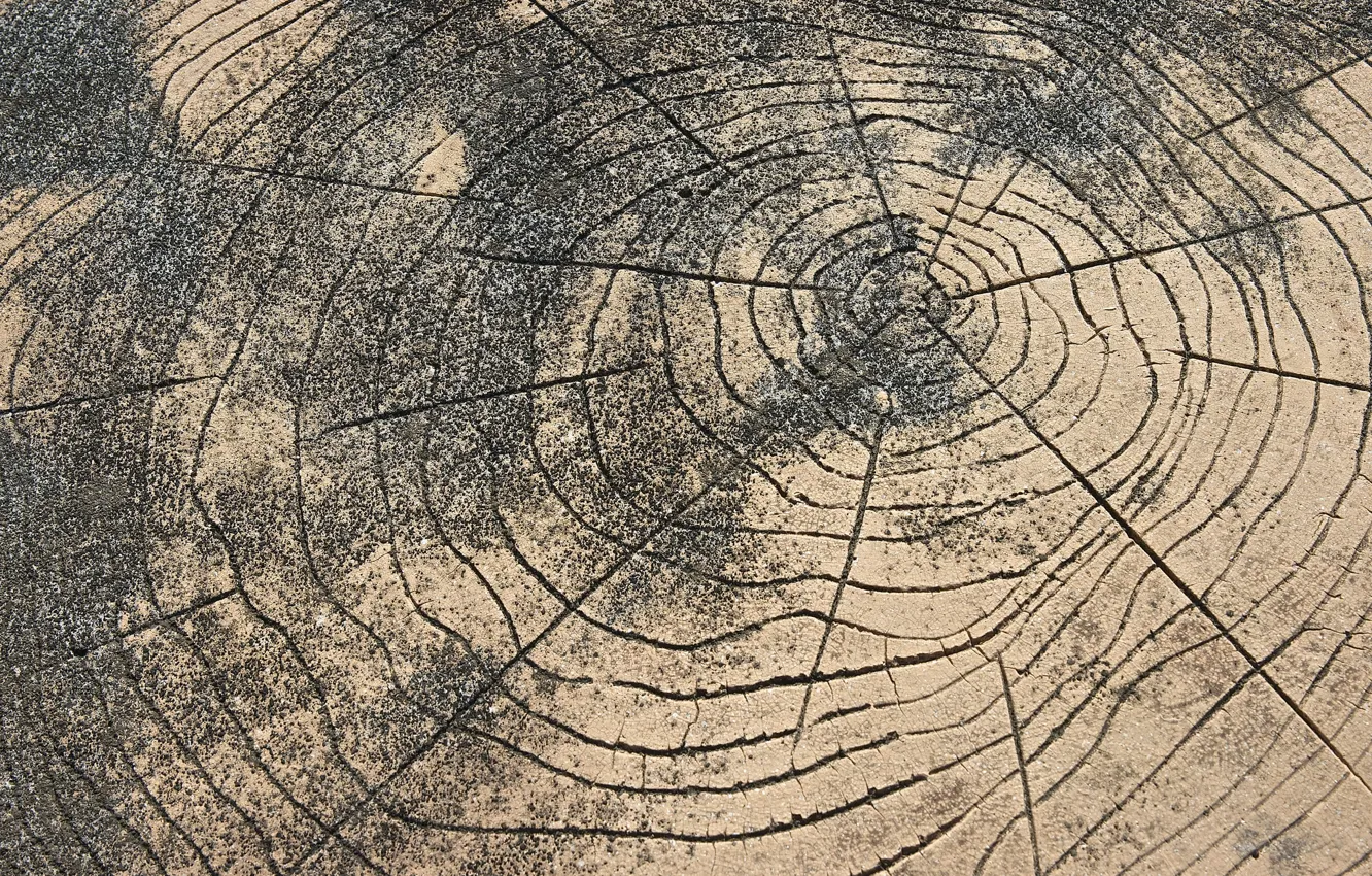 Wallpaper cracked, tree, stump, ring images for desktop, section ...