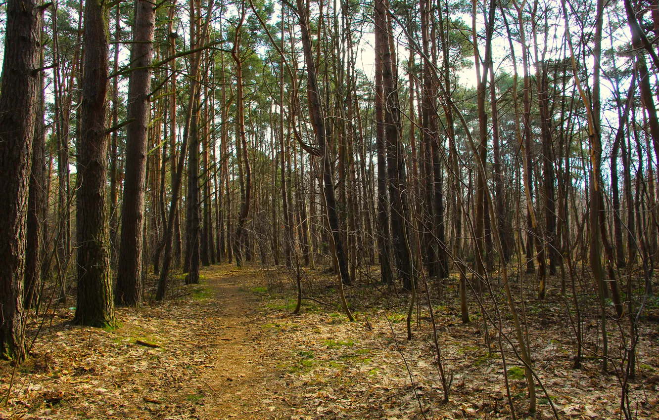 Wallpaper forest, park, tree, alley for mobile and desktop, section ...