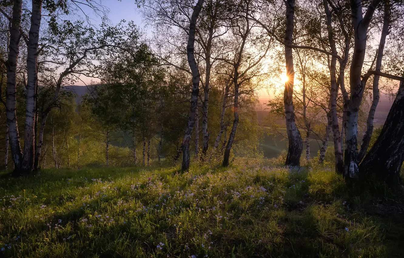 Wallpaper the sun, the evening, birch, Altay for mobile and desktop ...