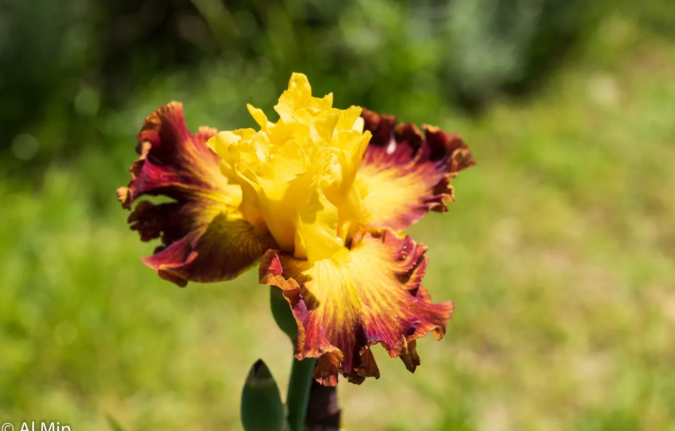 Wallpaper flower, background, spring, iris for mobile and desktop ...