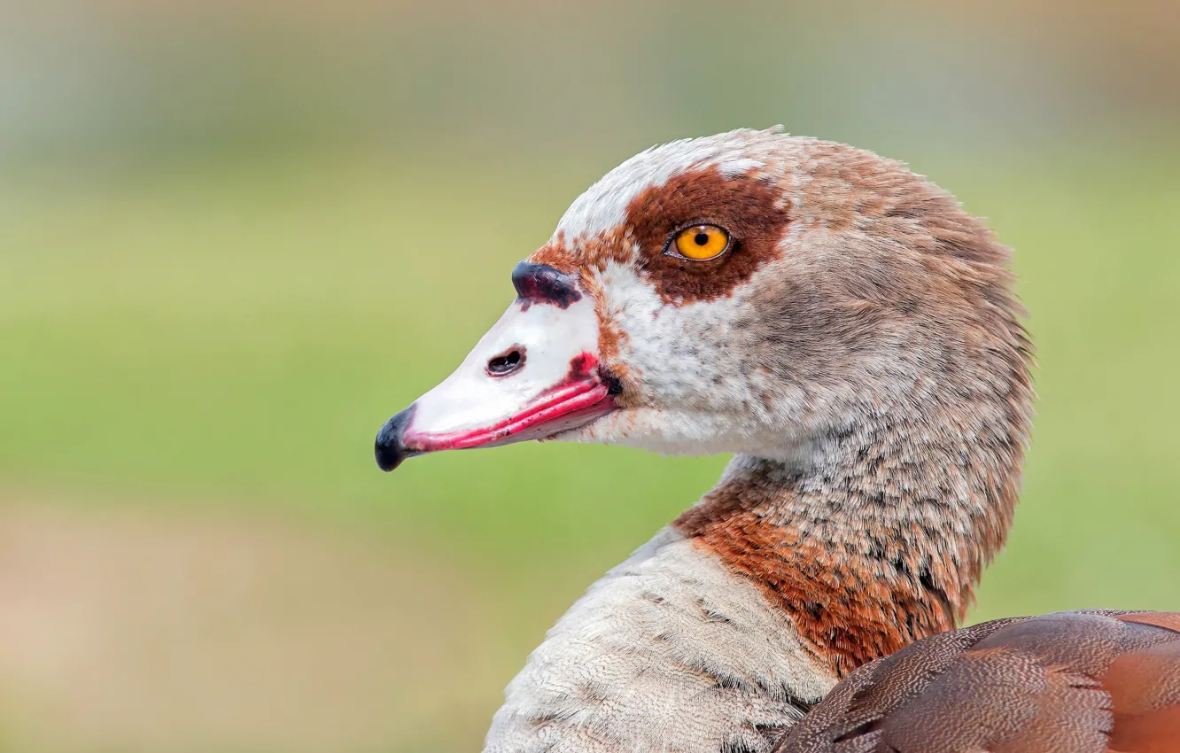 Wallpaper look, bird, portrait for mobile and desktop, section животные ...