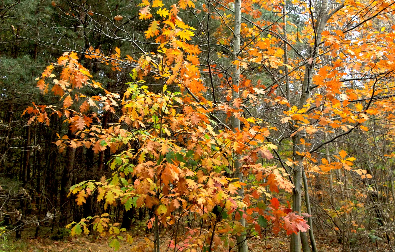 Wallpaper forest, park, autumn, fall for mobile and desktop, section ...