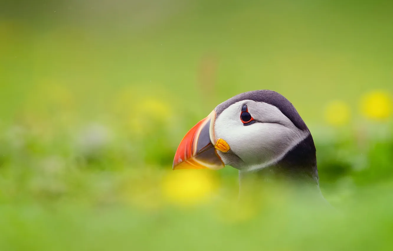 Wallpaper bird, Atlantic puffin, Fratercula arctica, Puffin for mobile ...