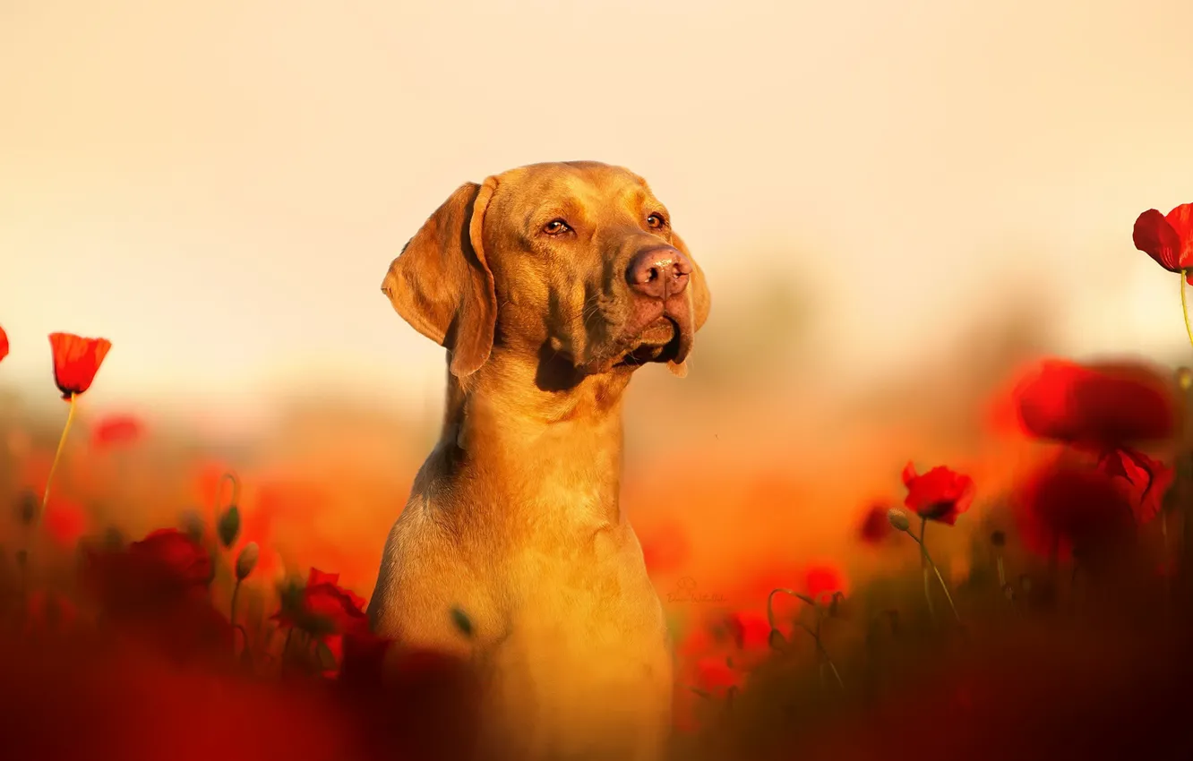Wallpaper each, Maki, dog for mobile and desktop, section собаки ...