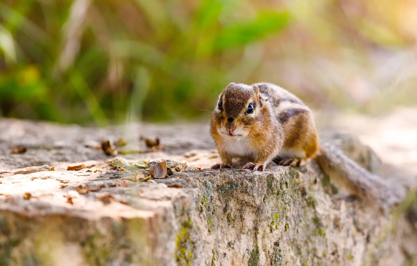 Wallpaper stones, Chipmunk, bokeh for mobile and desktop, section ...