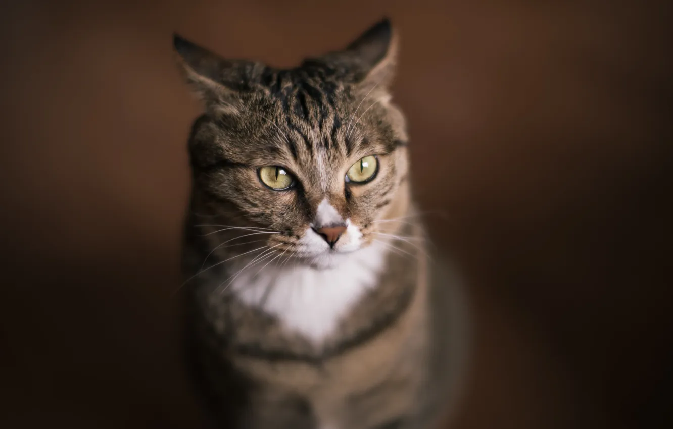 Wallpaper cat, cat, look, pose, face for mobile and desktop, section ...