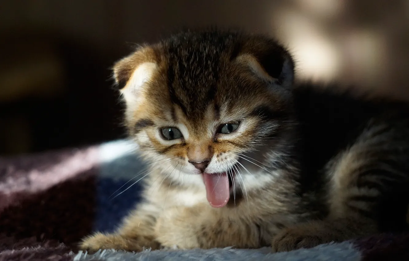 Wallpaper tongue, baby, muzzle, kitty, Svetlana Sushkevich for mobile ...