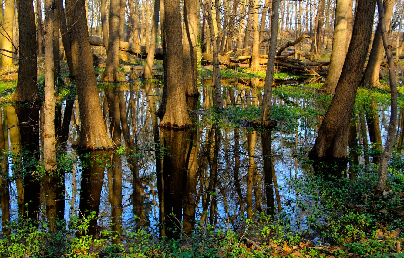 Wallpaper forest, pool, trees, water, park, wetland for mobile and ...