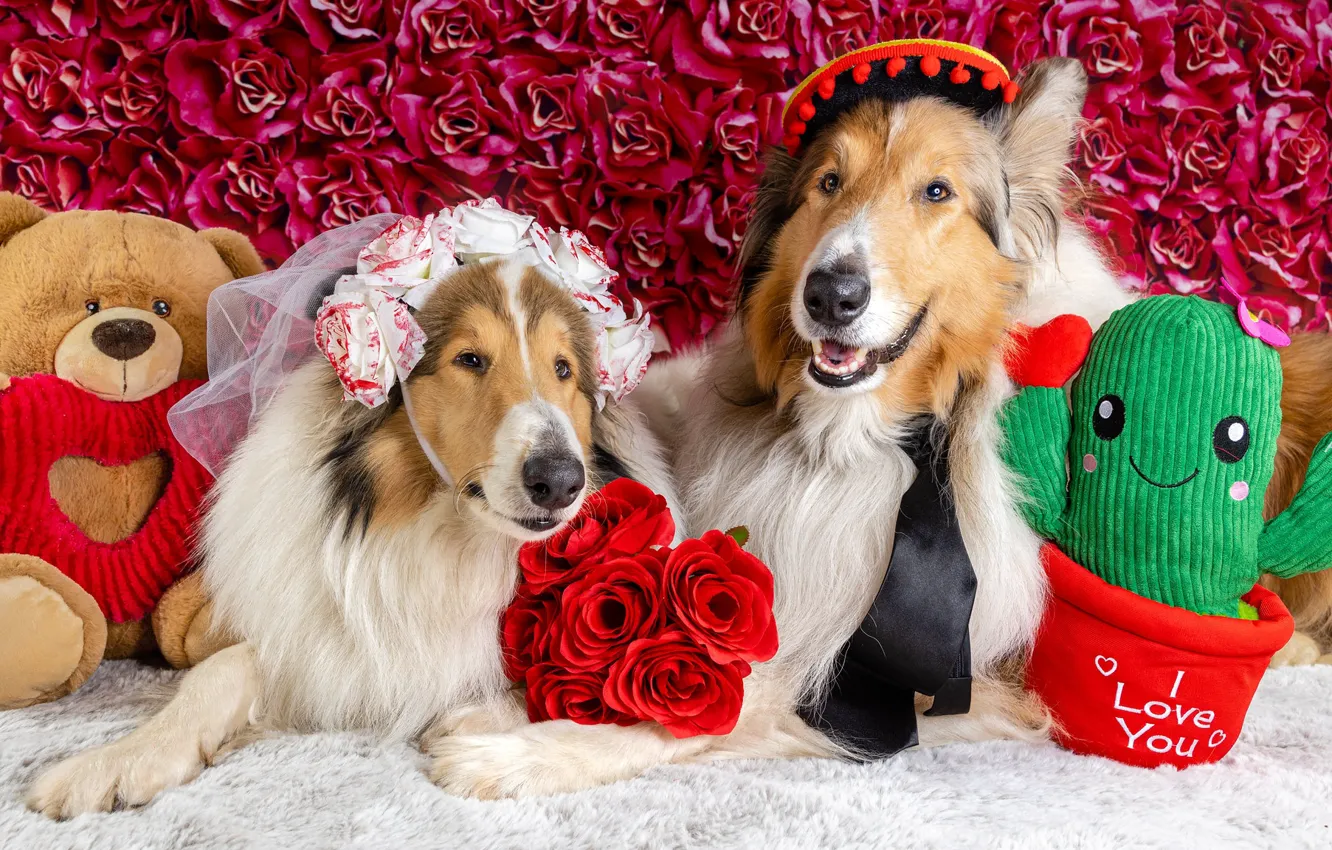 Wallpaper look, face, pose, dog, the bride, photoshoot, wedding, the ...