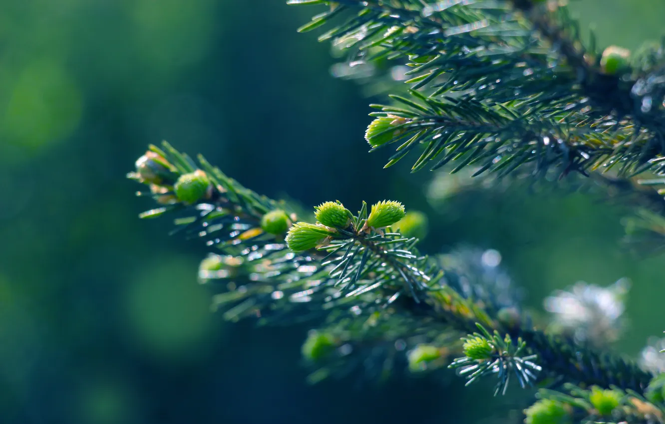 Wallpaper spring, spruce, twig for mobile and desktop, section природа ...