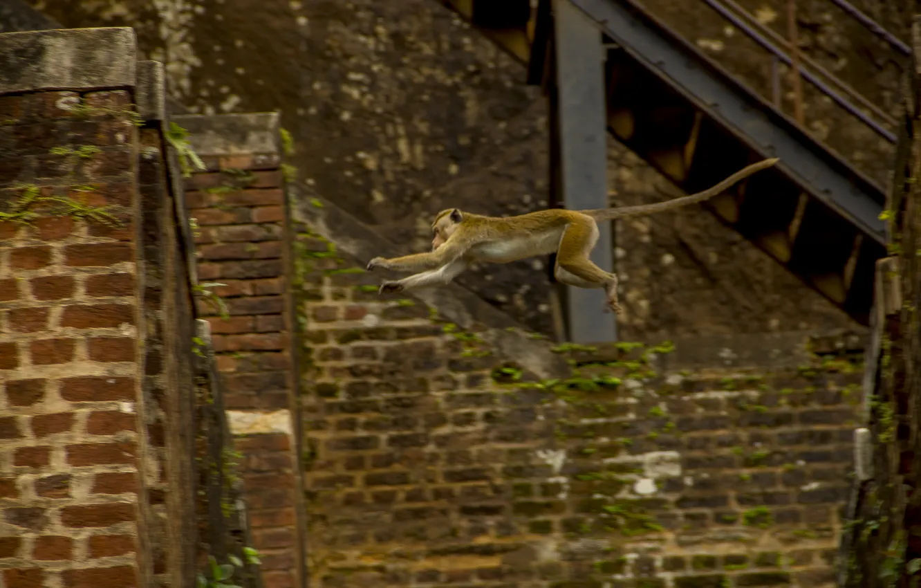 Wallpaper style, mood, Monkey, thanu, Sri lanka, thanujan, thanujan thanabalasingam, thanujan_t ...