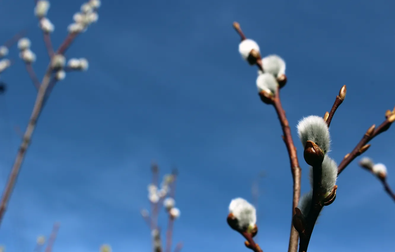 Wallpaper the sky, nature, spring, real photo for mobile and desktop ...