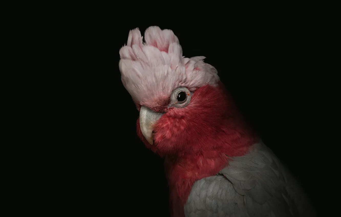 Wallpaper pink, parrot, black background, parrot, pink, cockatoo for ...