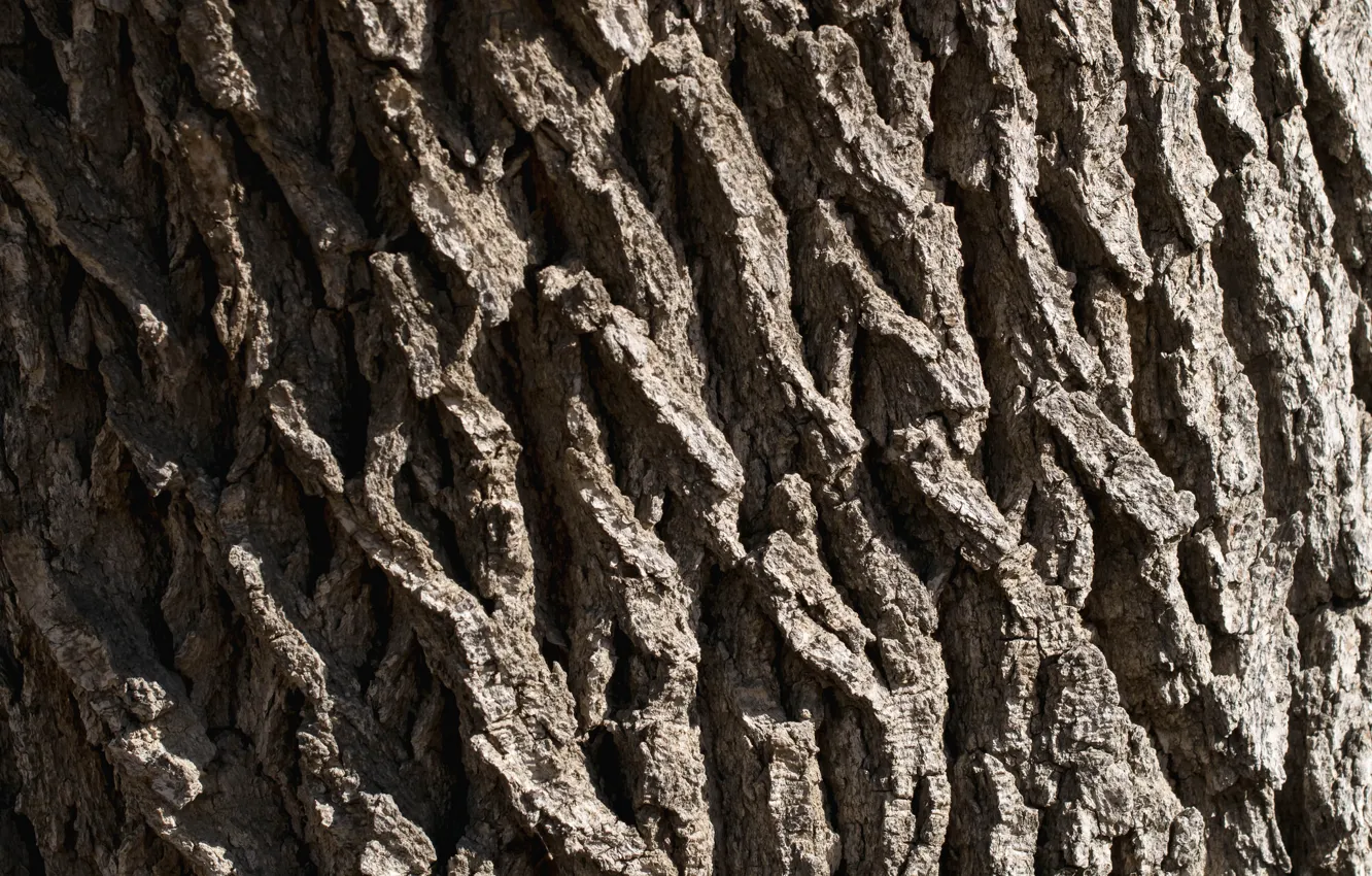 Wallpaper macro, trees, nature, bark for mobile and desktop, section ...